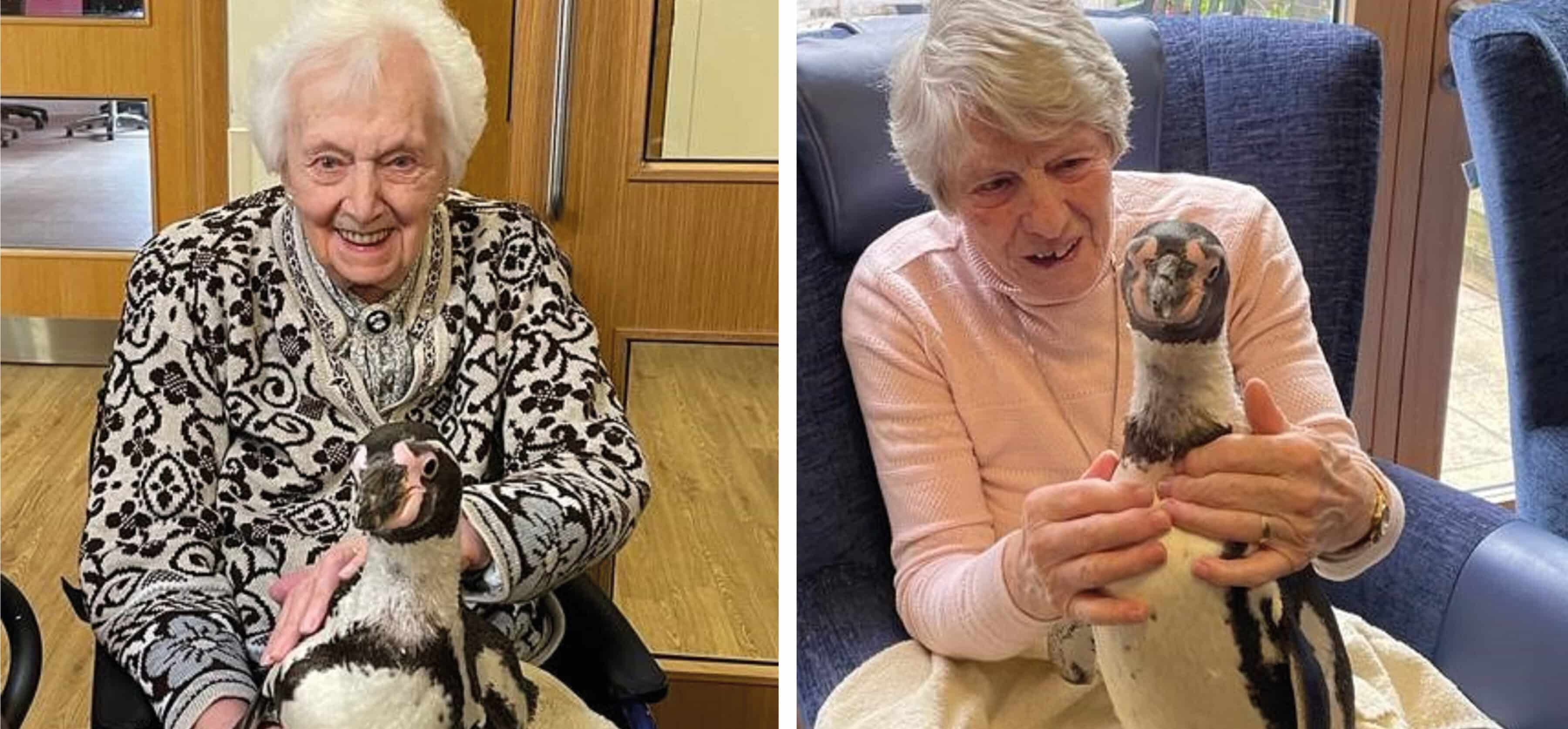 Penguins waddle in and bring joy to James Terry Court residents - RMBI