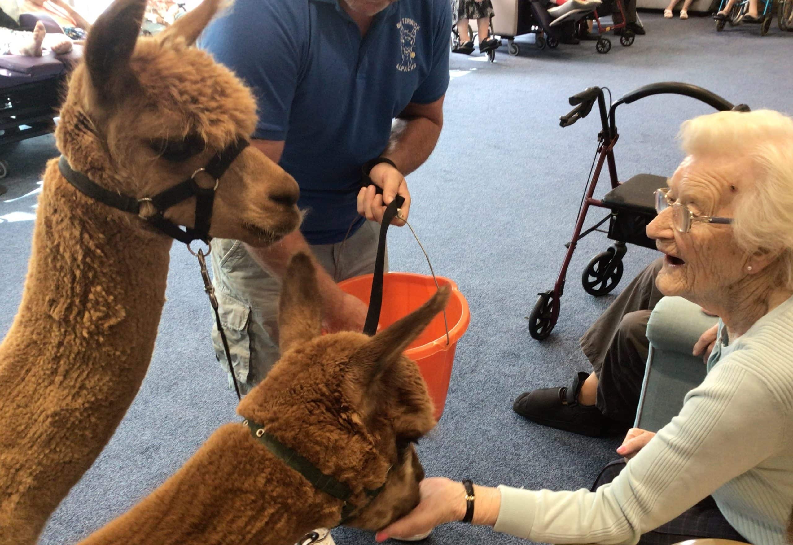 Friendly alpacas bring joy to residents at Connaught Court - RMBI