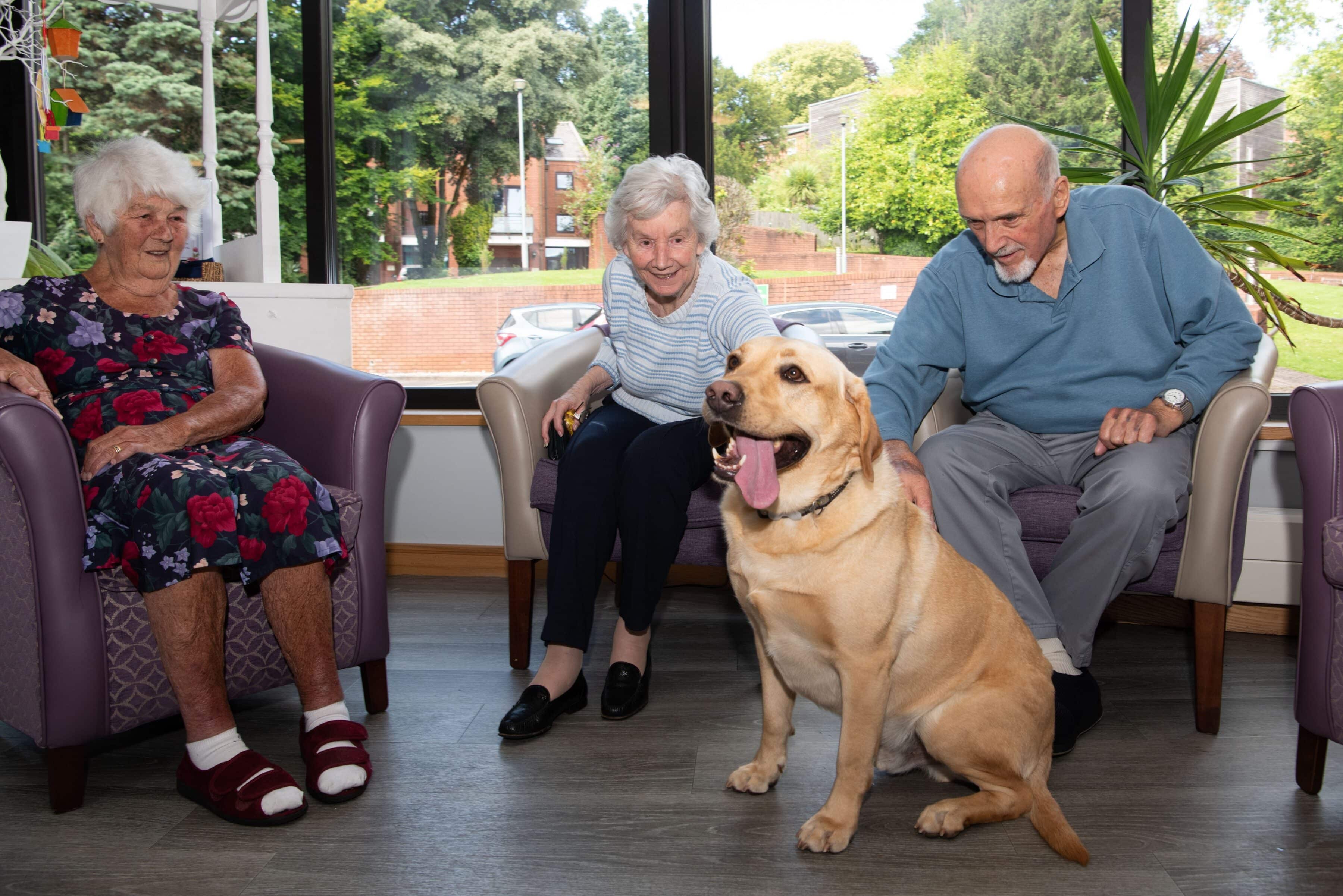 Beloved Labrador forms heartwarming bond with Cadogan Court residents ...