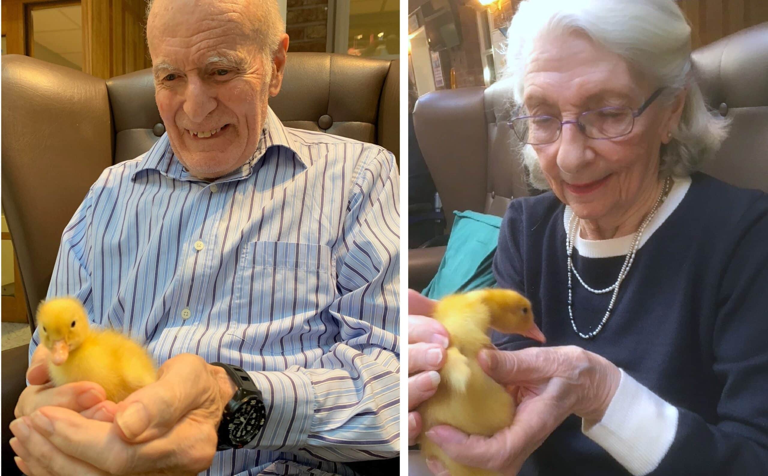 “They’re so soft!” – Barford Court residents welcome baby chicks - RMBI