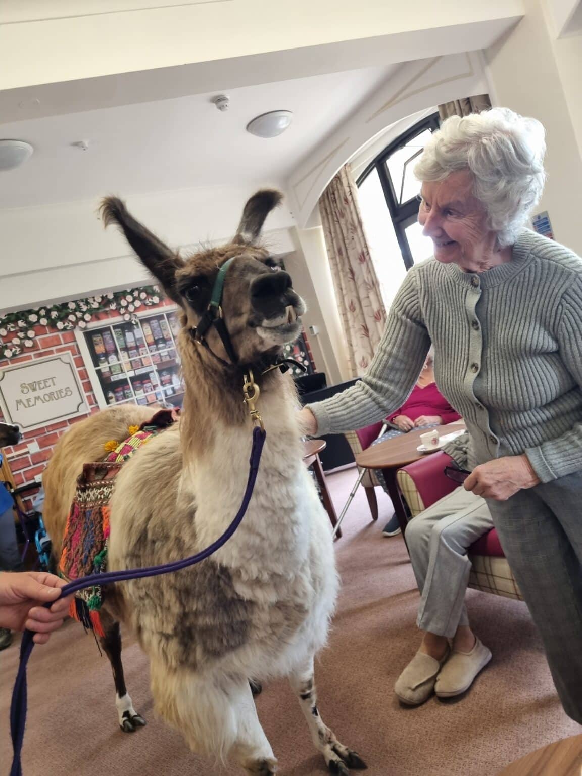 Two woolly llamas amaze Cadogan Court residents and staff - RMBI